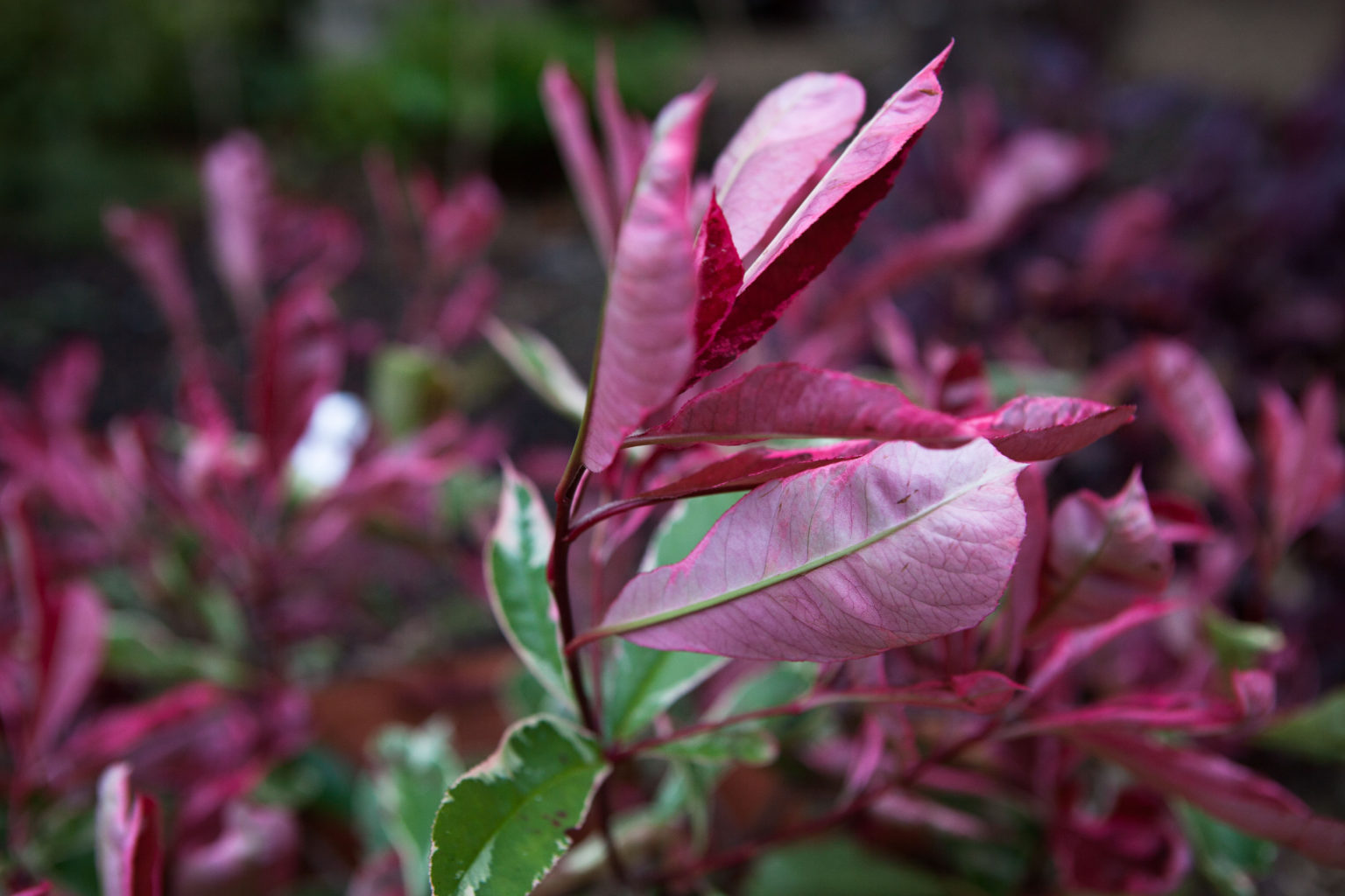 Photinia Pink Marble – 1/2 Standard – Caragh Nurseries