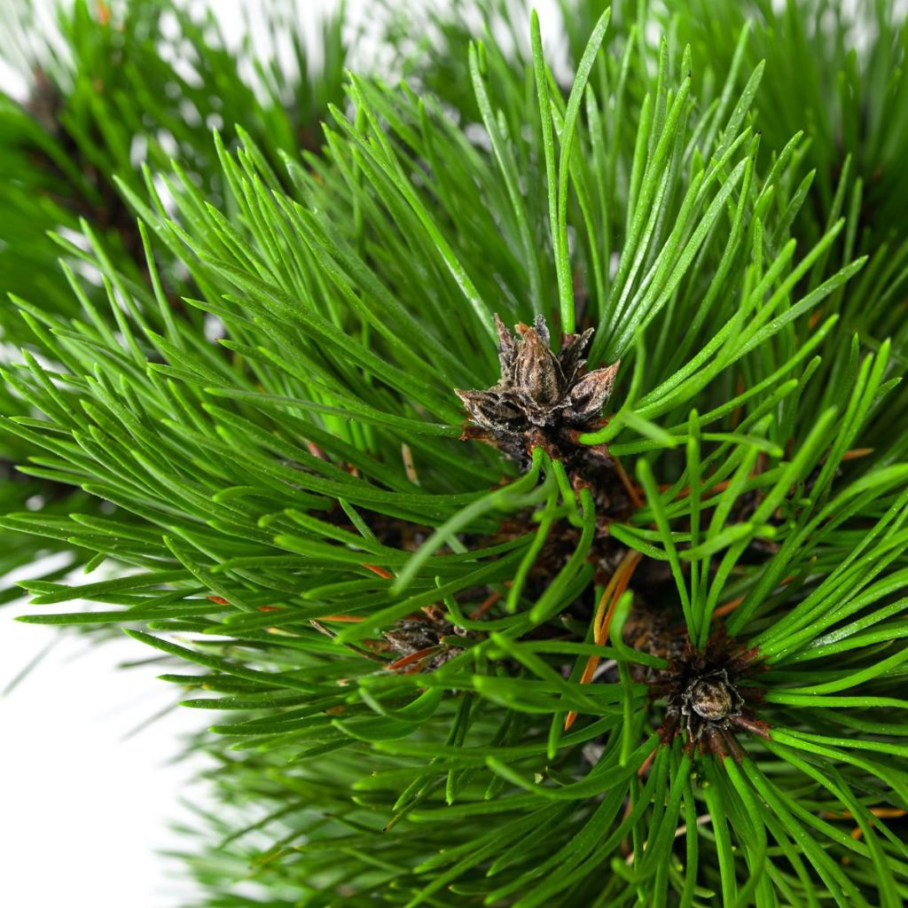 Caragh Nurseries | Trees, plants & everything for your garden