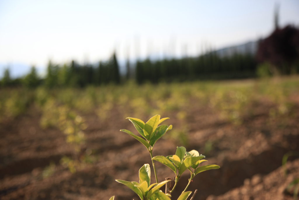 Planting the field | Caragh Nurseries