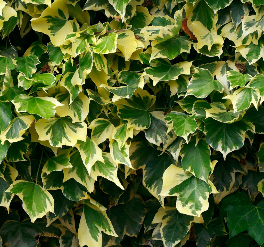 Hedera helix Goldchild – Caragh Nurseries