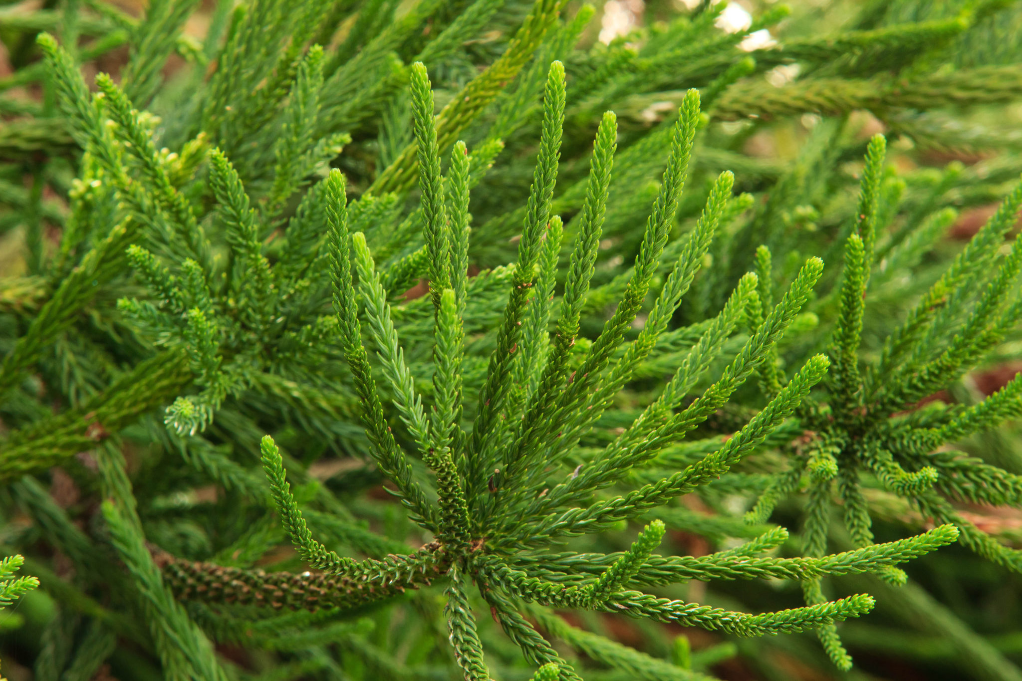 Cryptomeria japonica – Caragh Nurseries
