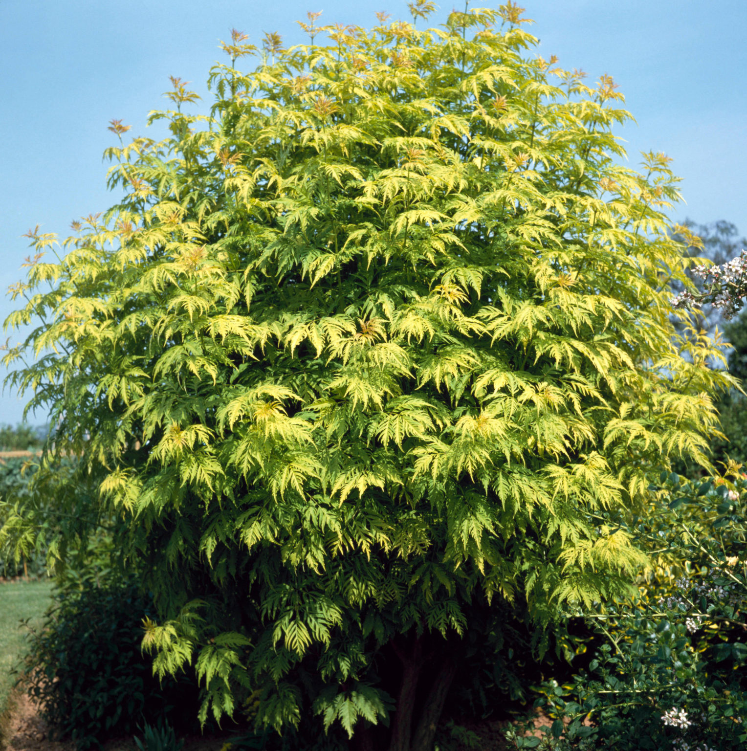 Sambucus racemosa ‘Sutherland Gold’ – Caragh Nurseries