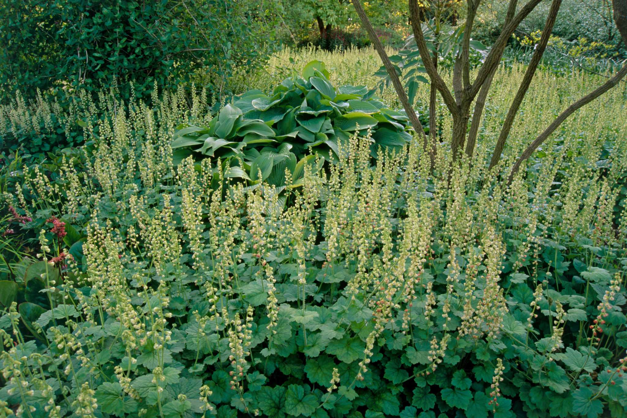 Tellima grandiflora – Caragh Nurseries