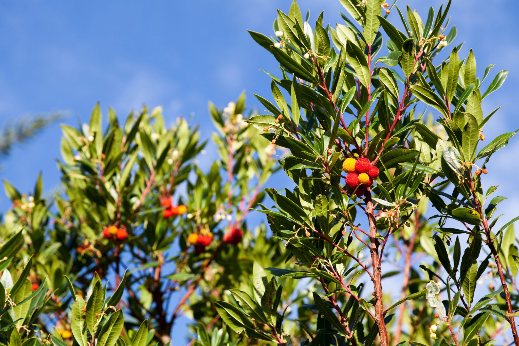 Arbutus unedo / Strawberry Tree – Caragh Nurseries