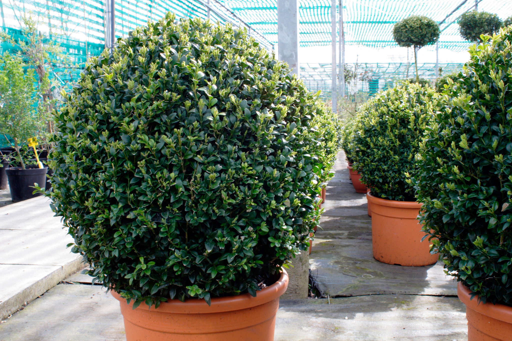 Buxus microphylla ‘Faulkner’ Balls – Caragh Nurseries