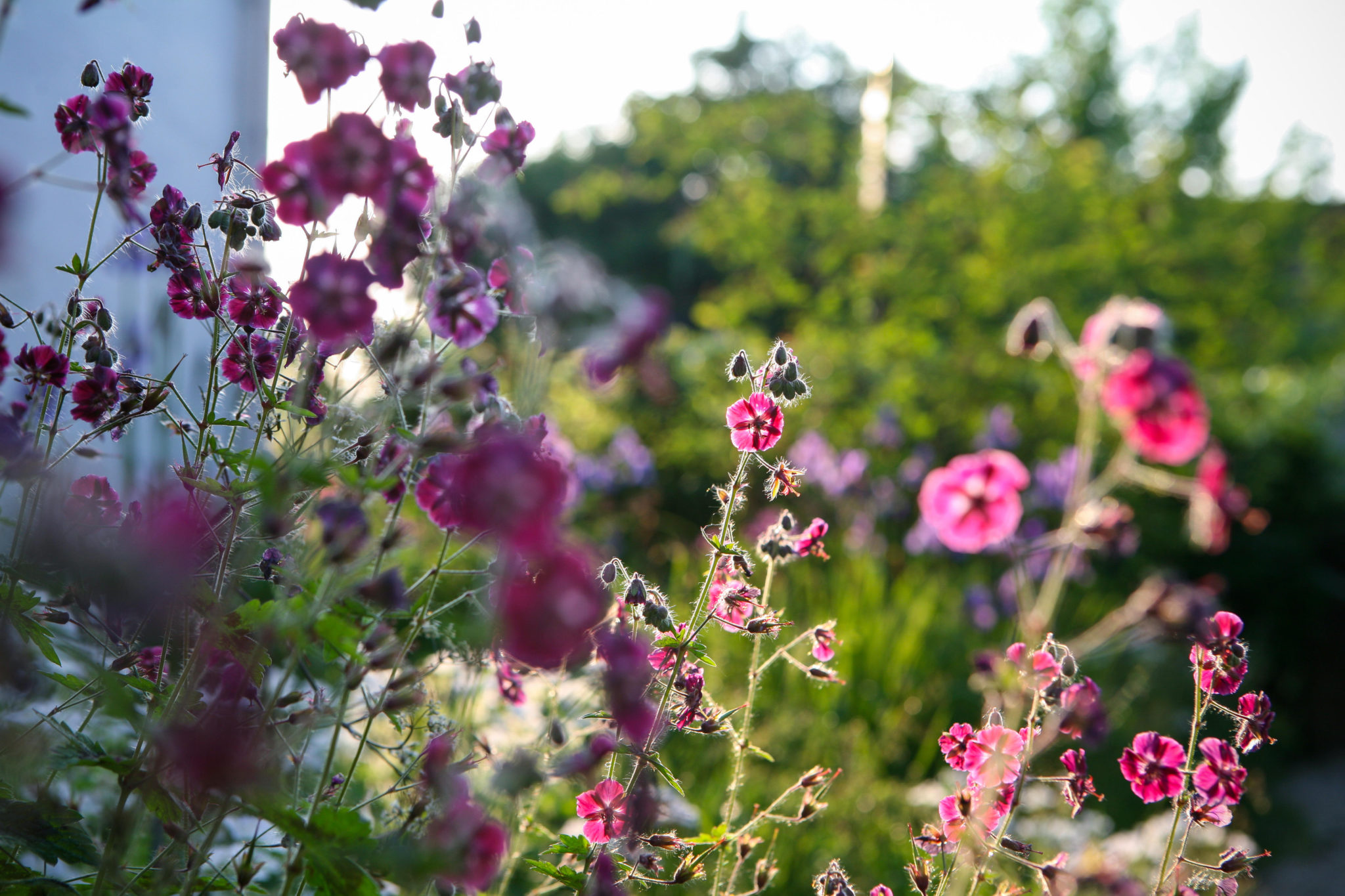 Geranium phaeum Samobor – Caragh Nurseries