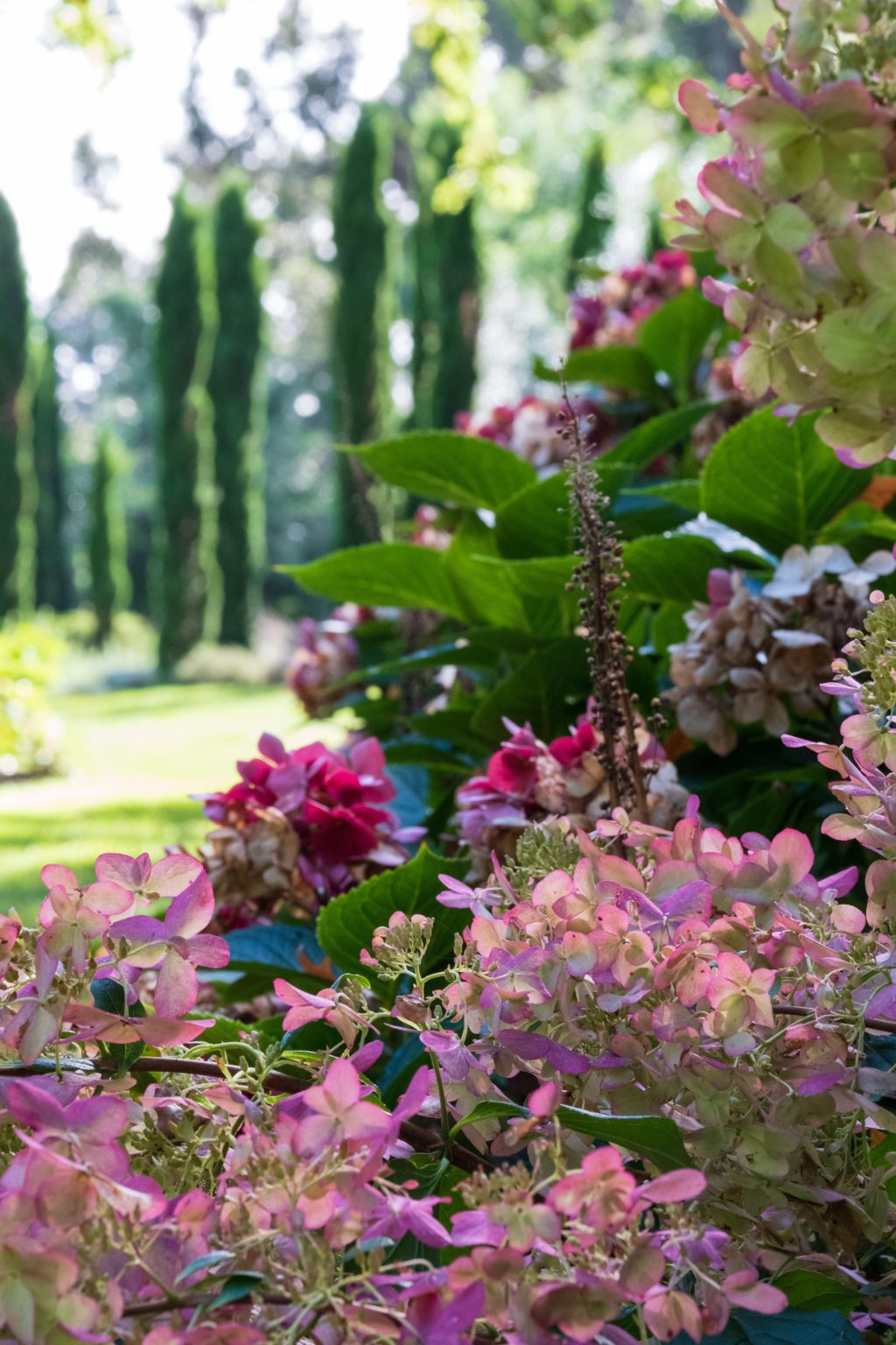 Cupressus sempervirens Pyramidalis / Italian Cypress or Pencil Cypress ...