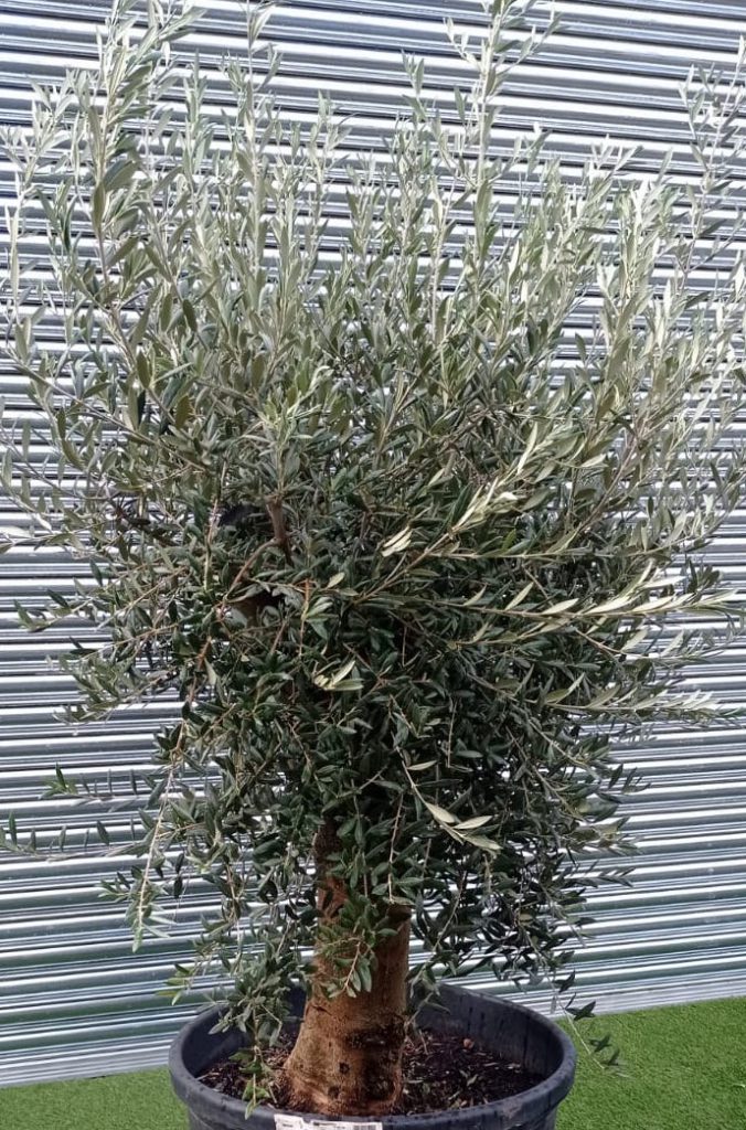 Olive Tree / Olea Europaea 50-60cm girth – Caragh Nurseries