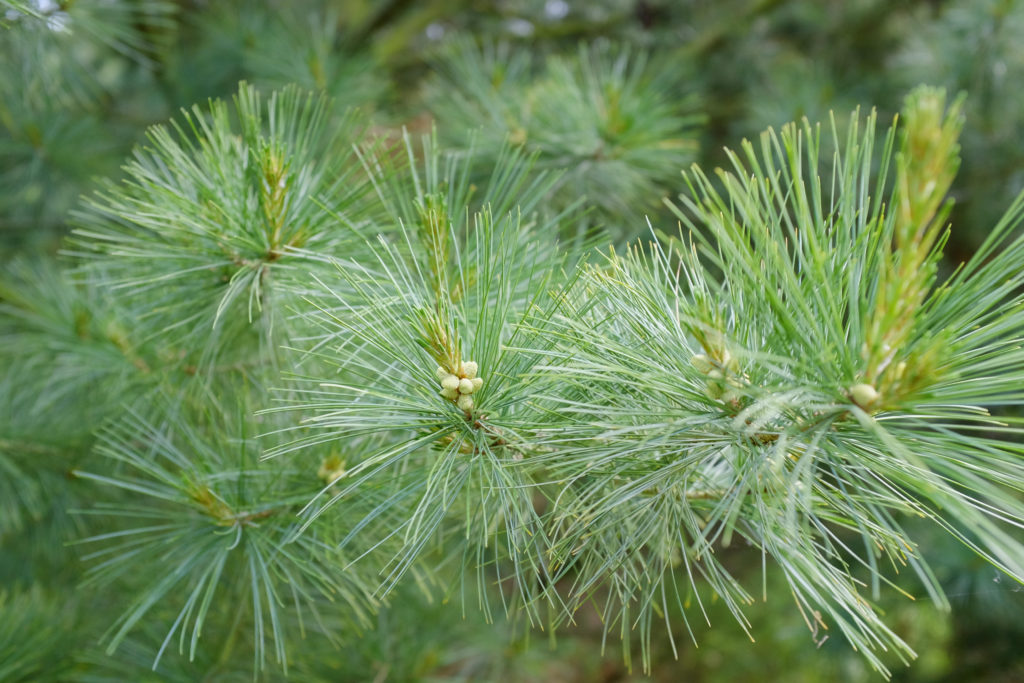Pinus strobus Radiata Specimen – Caragh Nurseries