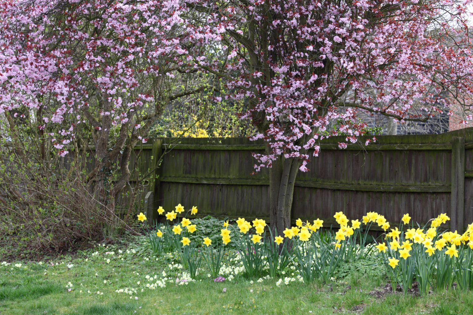 Semi-Mature Rootballed Trees – Caragh Nurseries
