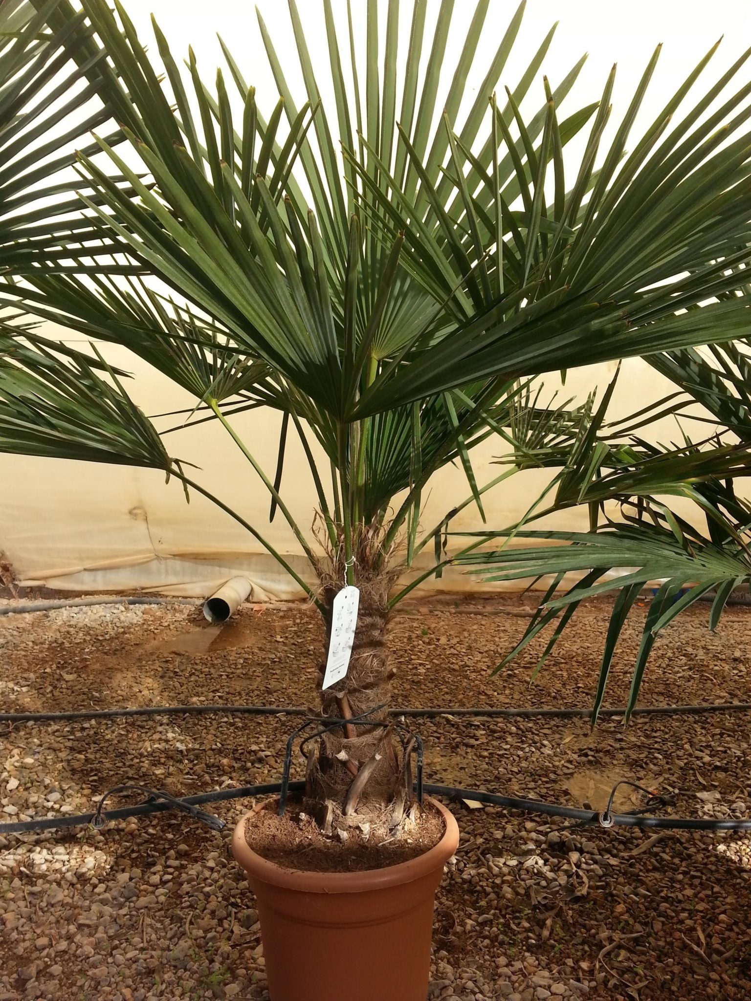 Chamaerops excelsa / Trachycarpus fortunei – Caragh Nurseries