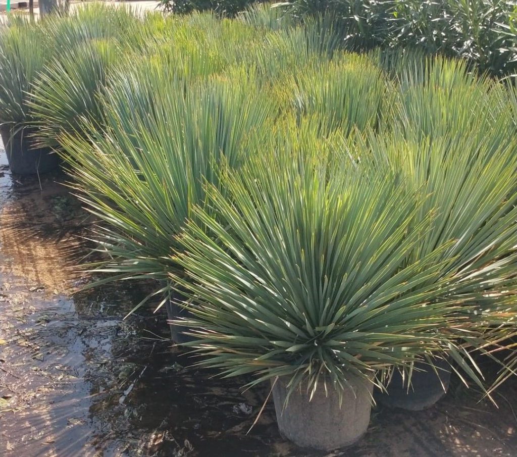 Yucca rostrata – Caragh Nurseries