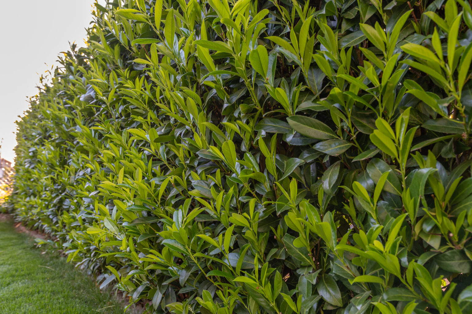 Prunus laur. Rotundifolia / Cherry Laurel – Caragh Nurseries