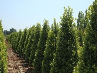 laurus nobilis – Caragh Nurseries