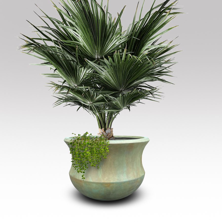 Caragh Nurseries | Trees, plants & everything for your garden