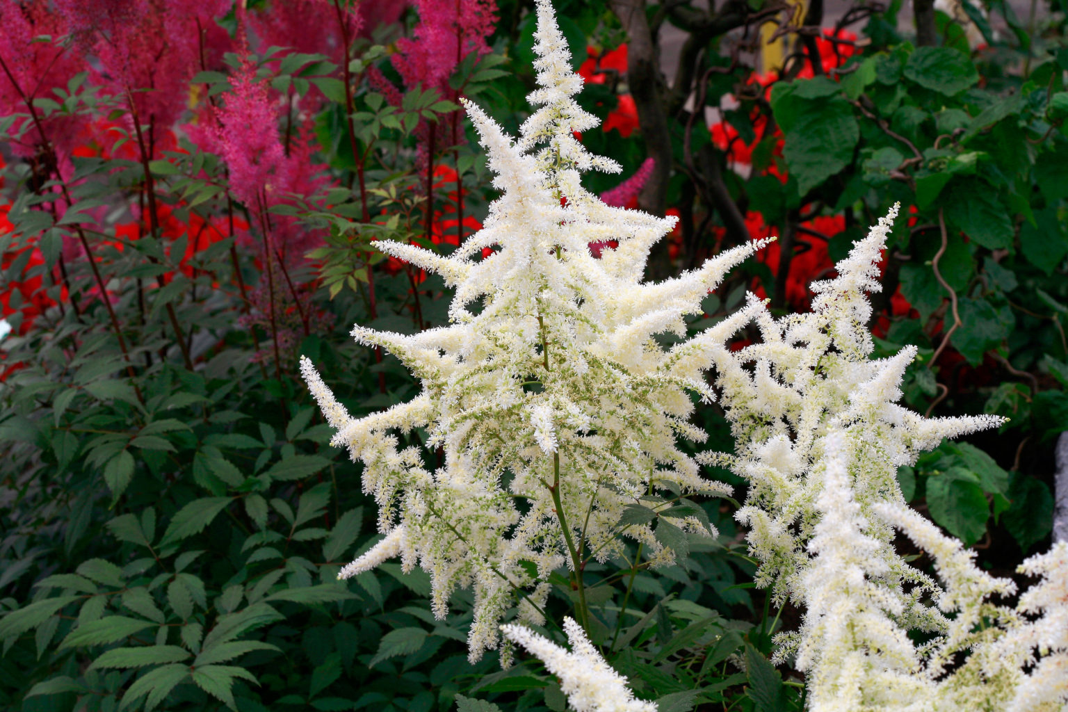Astilbe Ellie – Caragh Nurseries