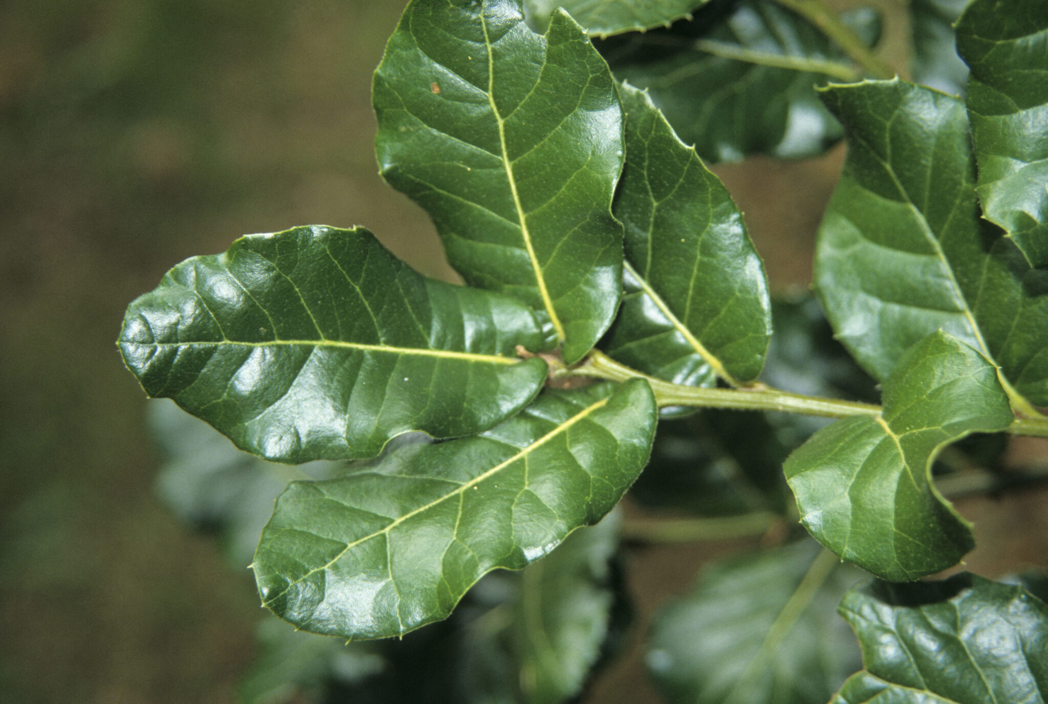 Quercus Ilex/ Evergreen Oak Standard Trees – Caragh Nurseries