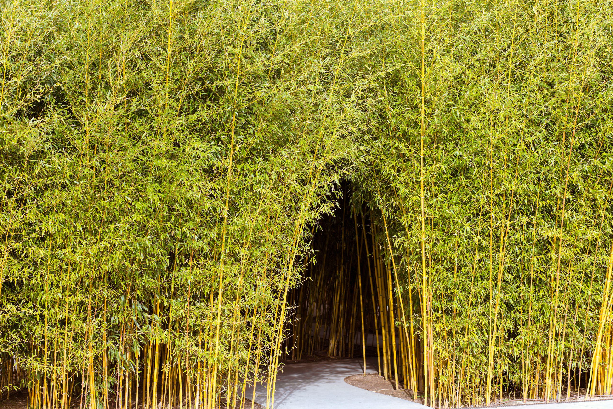 decorative bamboo branch wall with an access path to the interior ...