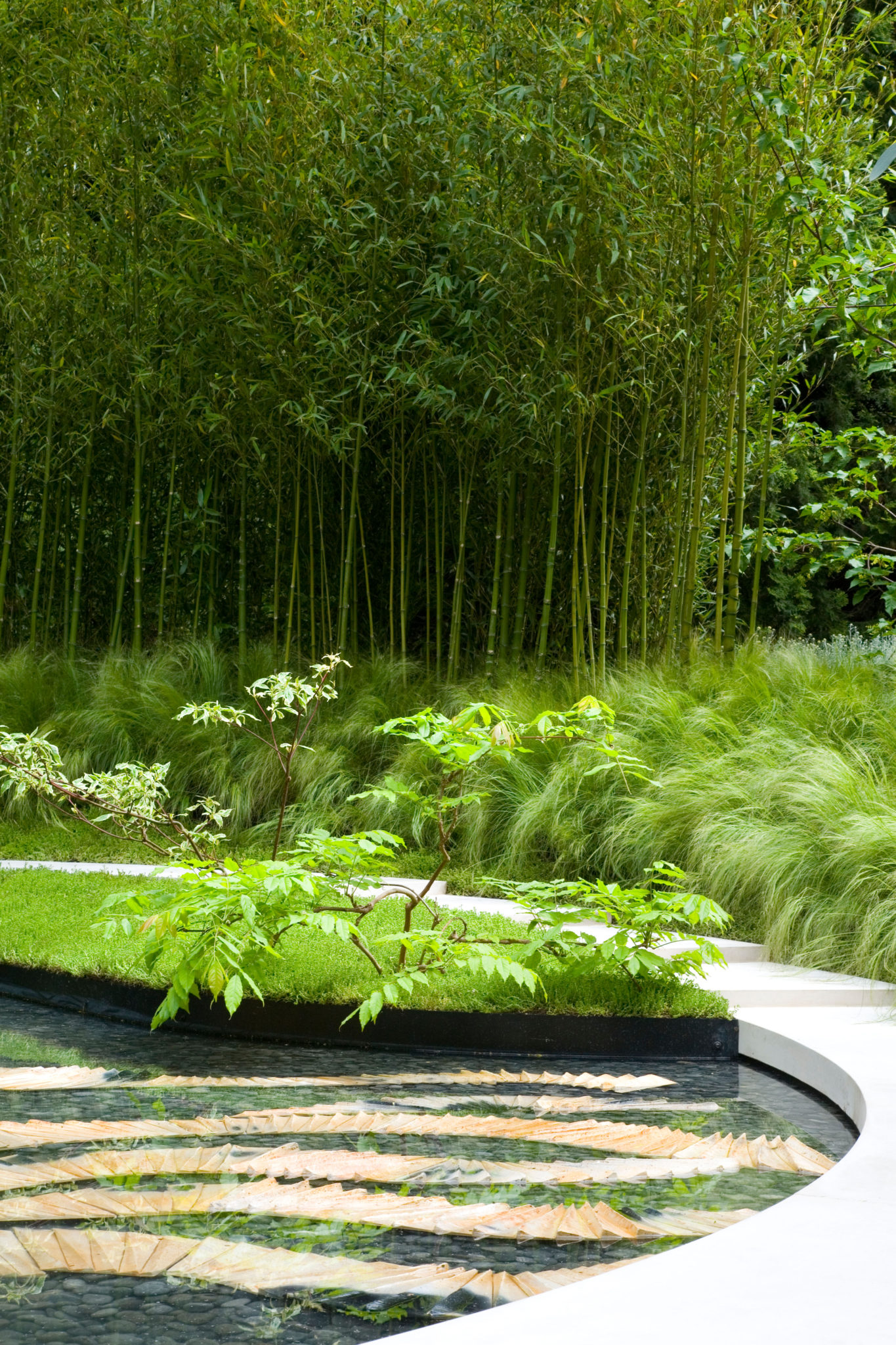 Bamboozled – Caragh Nurseries