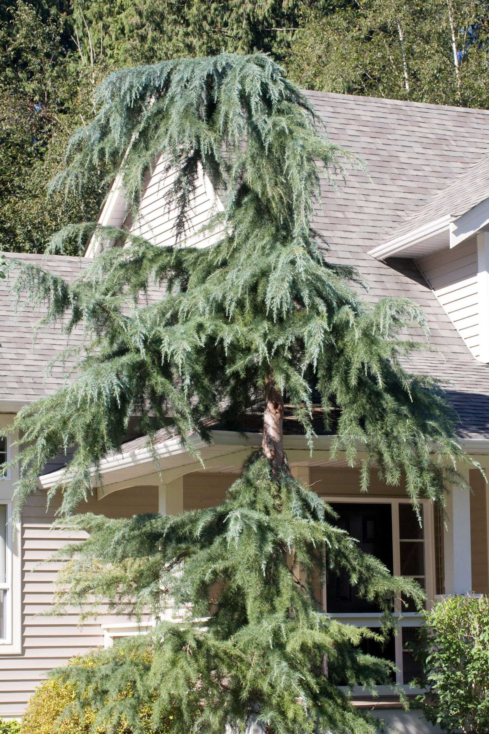 Cedrus Libani Pendula | Caragh Nurseries