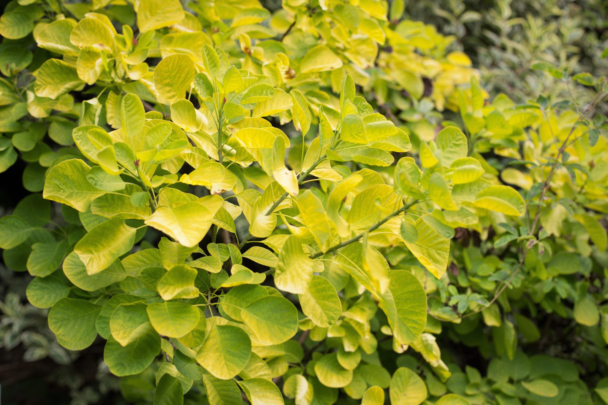 Cotinus Golden Spirit – Caragh Nurseries
