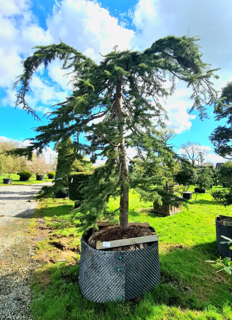 Cedrus Libani Pendula – Caragh Nurseries