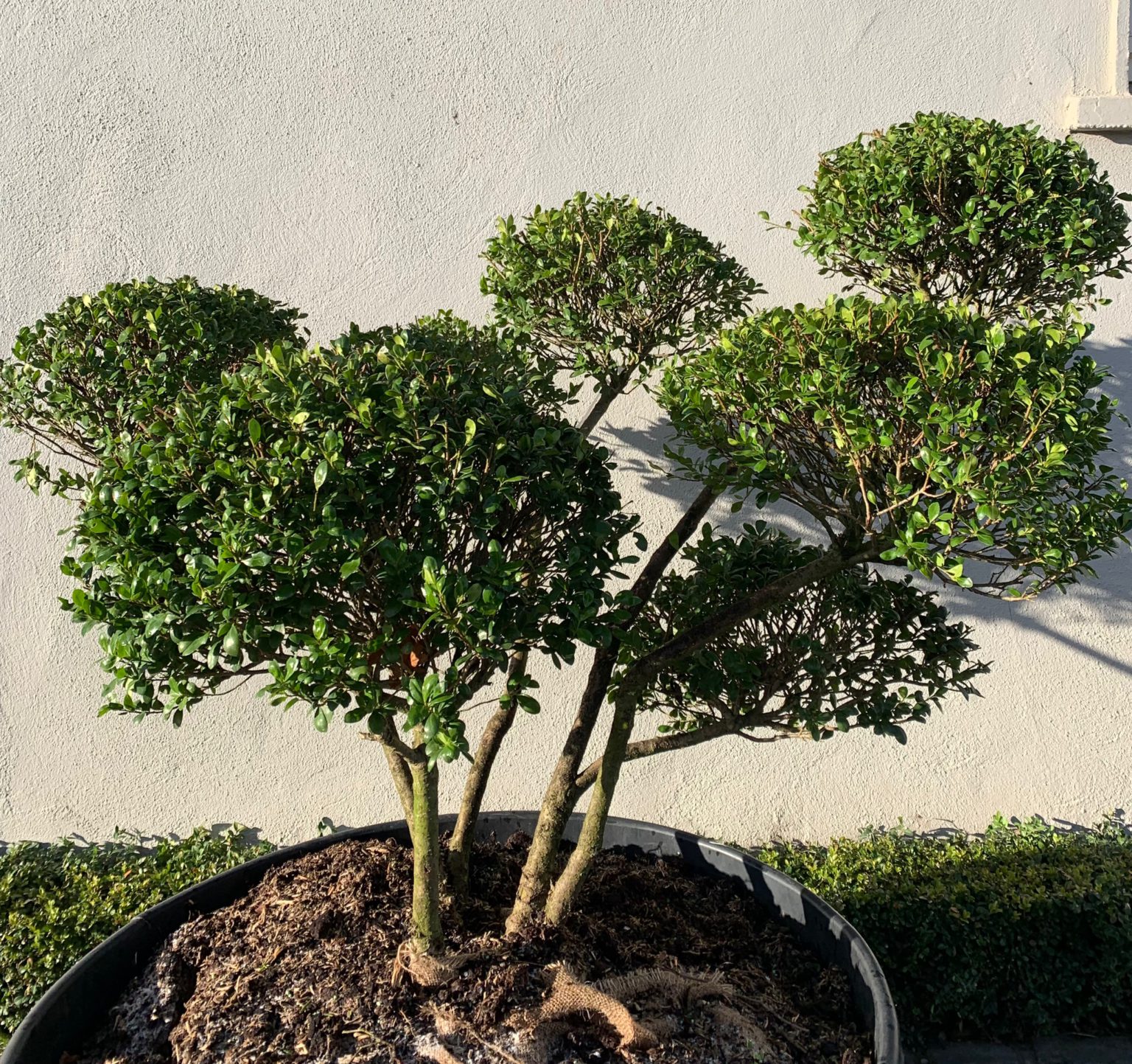 Ilex crenata Bonsai – Caragh Nurseries
