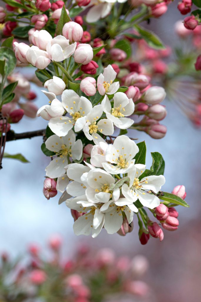 Malus sargentii ‘Tina’ / Tina Crab Apple Multistemmed – Caragh Nurseries