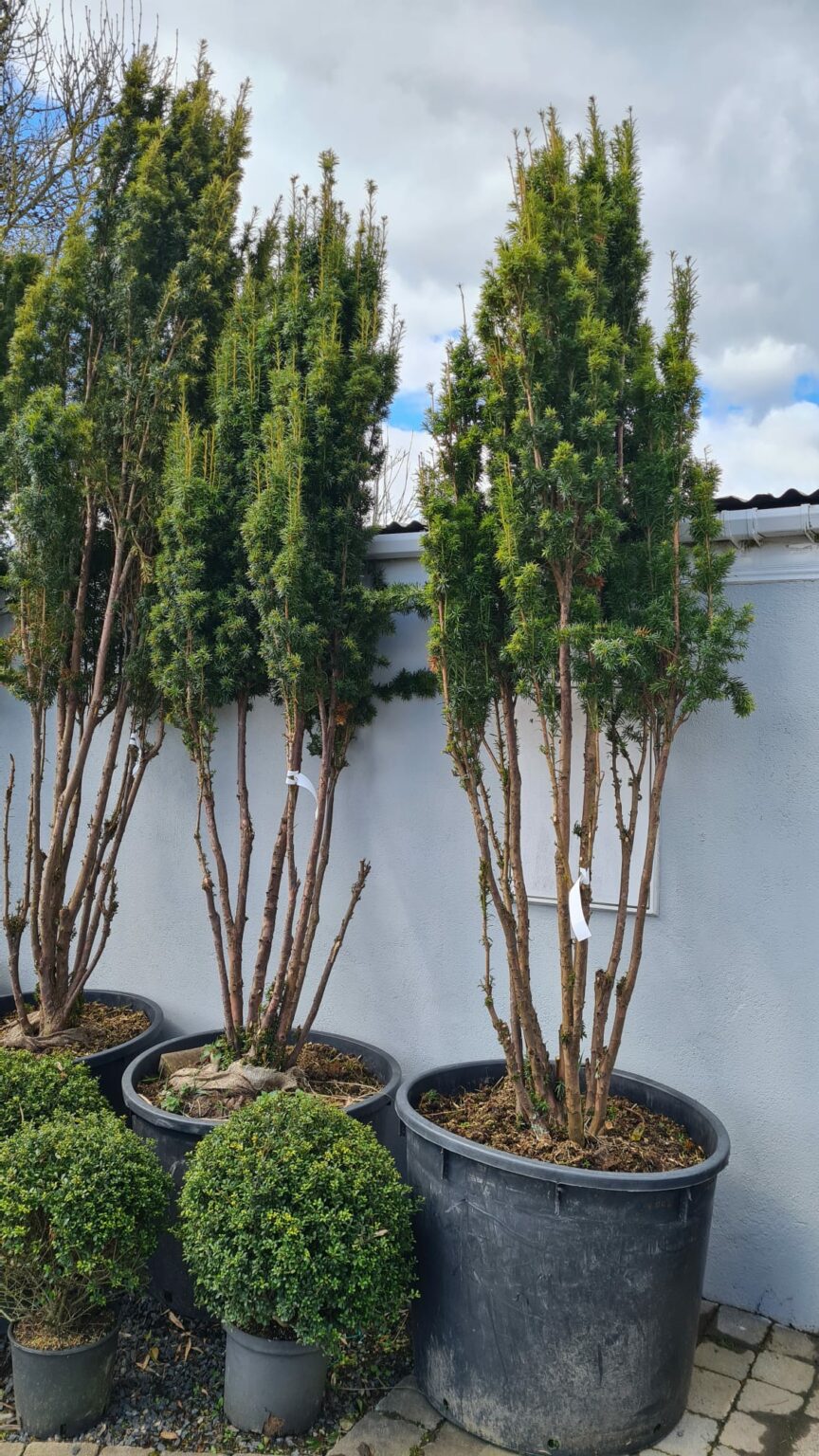 Taxus baccata Fastigiata Specimen – Caragh Nurseries
