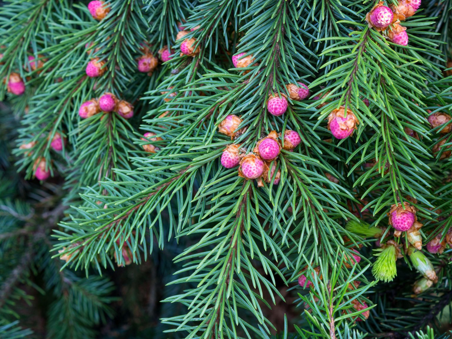 Picea omorika ‘Karel’ – Caragh Nurseries