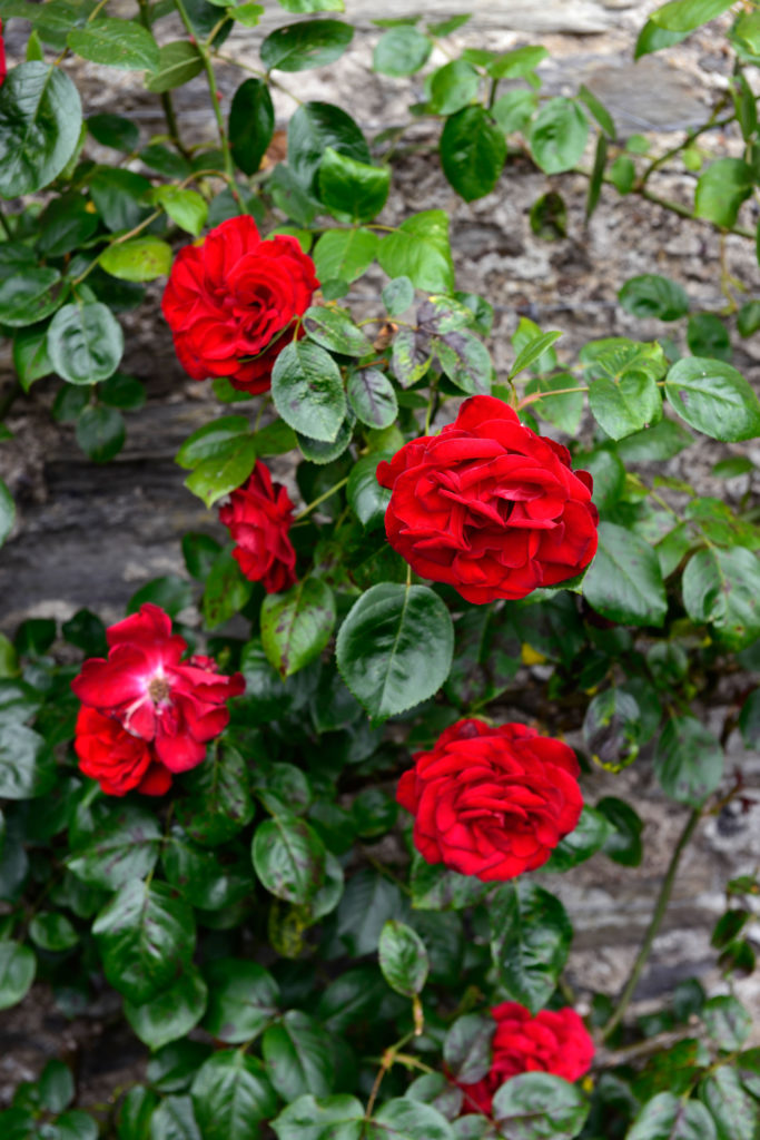 Rosa Dublin Bay Climber on trellis – Caragh Nurseries