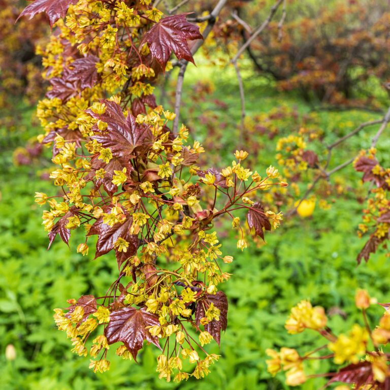 Acer platanoides ‘Emerald Queen’ | Caragh Nurseries