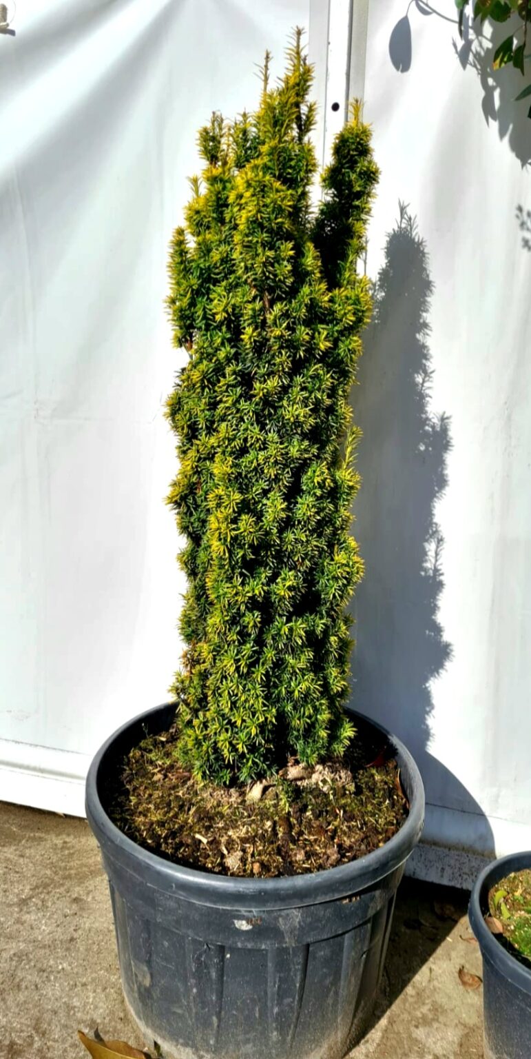 Taxus baccata ‘Standishii’ – Caragh Nurseries