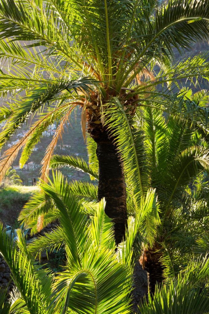 Phoenix canariensis – Caragh Nurseries