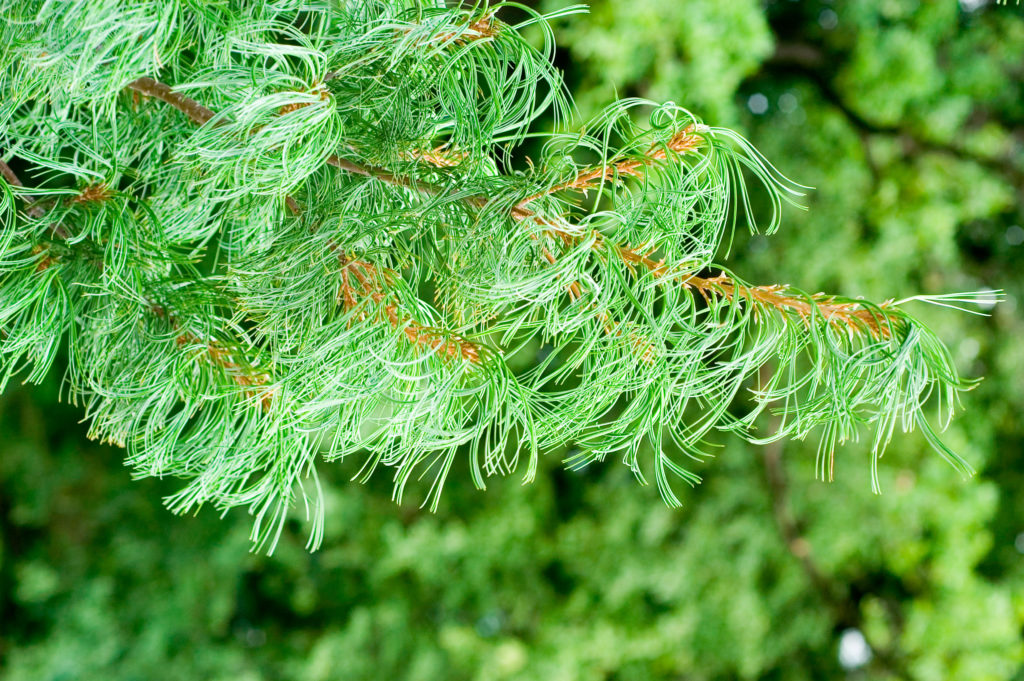 Pinus strobus Tortuosa – Caragh Nurseries