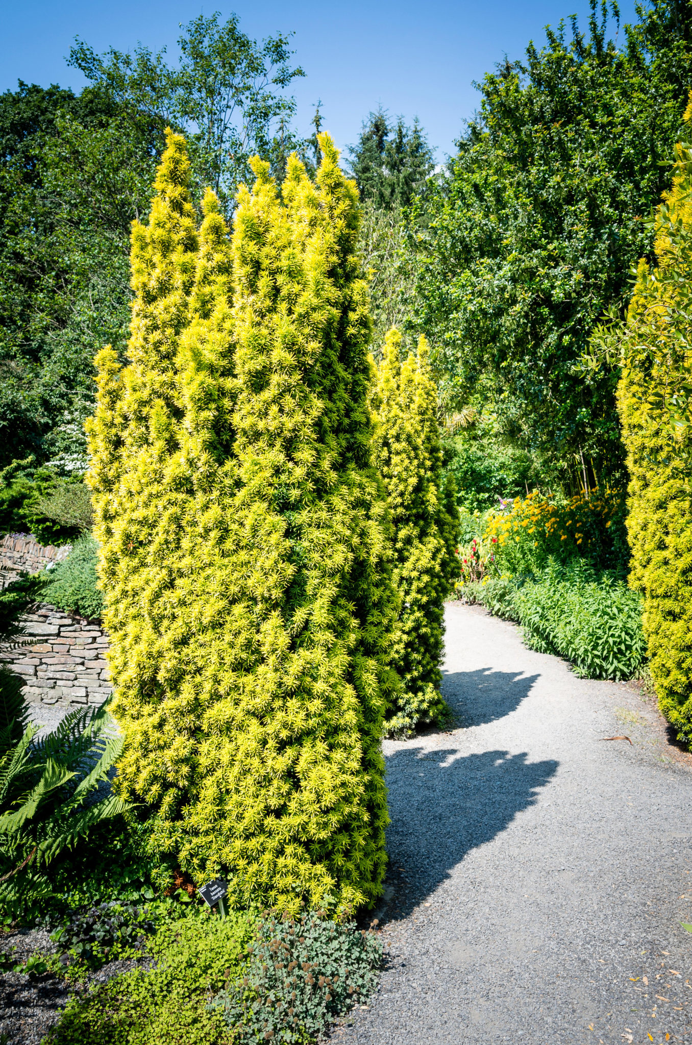 Taxus baccata ‘Standishii’ – Caragh Nurseries