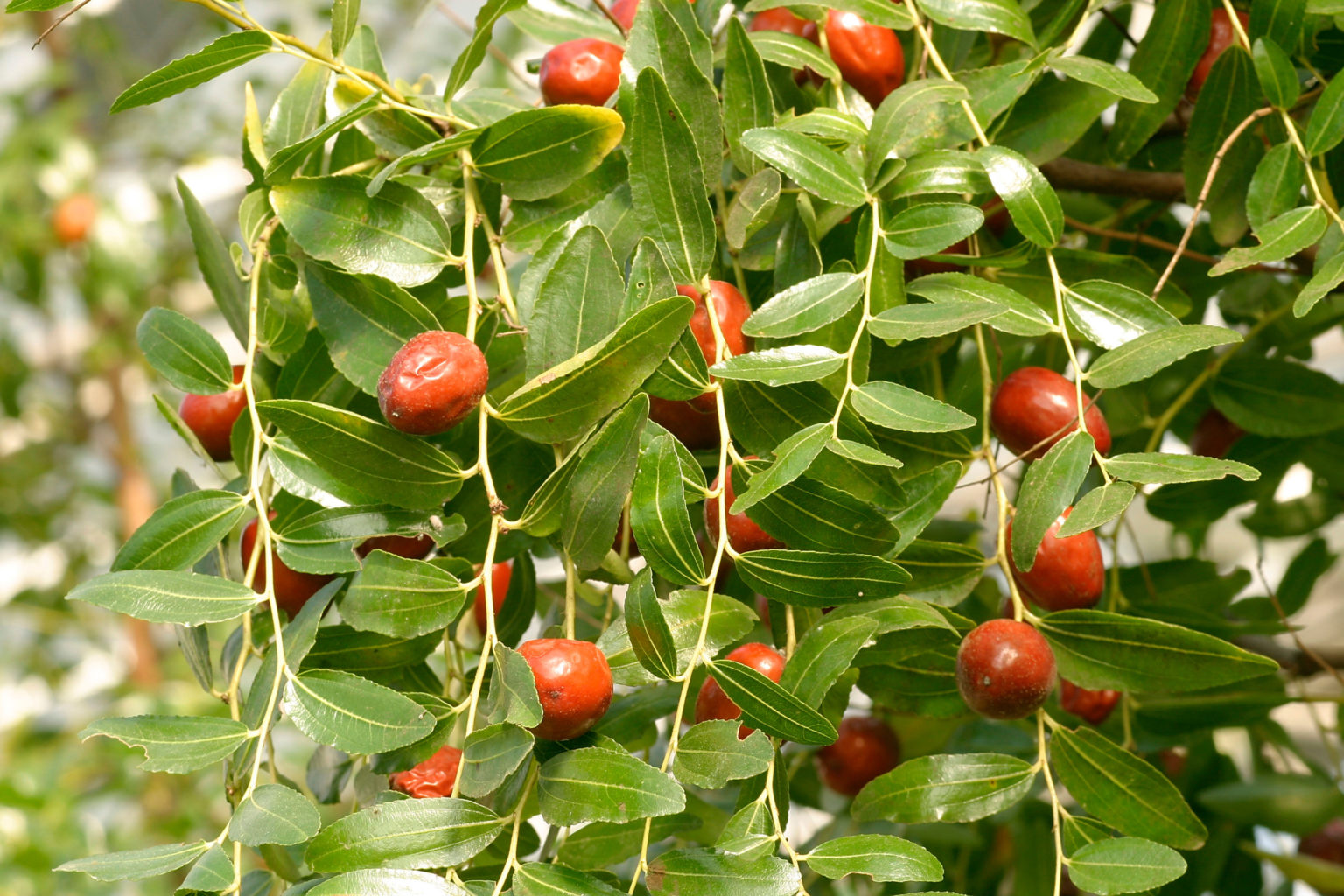 Ziziphus sativa – Caragh Nurseries