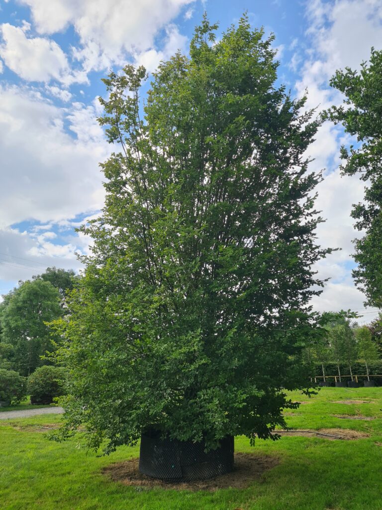 Carpinus betulus Fastigiata / Upright Hornbeam Specimen – Caragh Nurseries