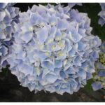 TREES | Caragh Nurseries