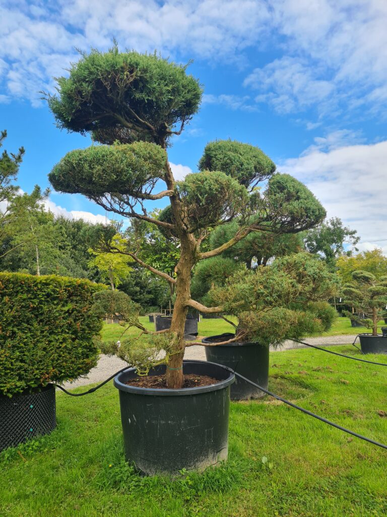 Juniper ‘Blue Mountain’ Mature Cloud Form – Caragh Nurseries
