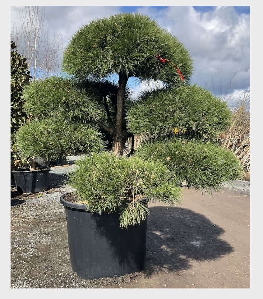 Pinus nigra nigra Mature Cloud Form – Caragh Nurseries