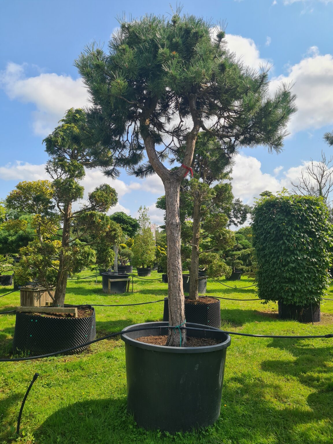 Pinus nigra nigra Form – Caragh Nurseries