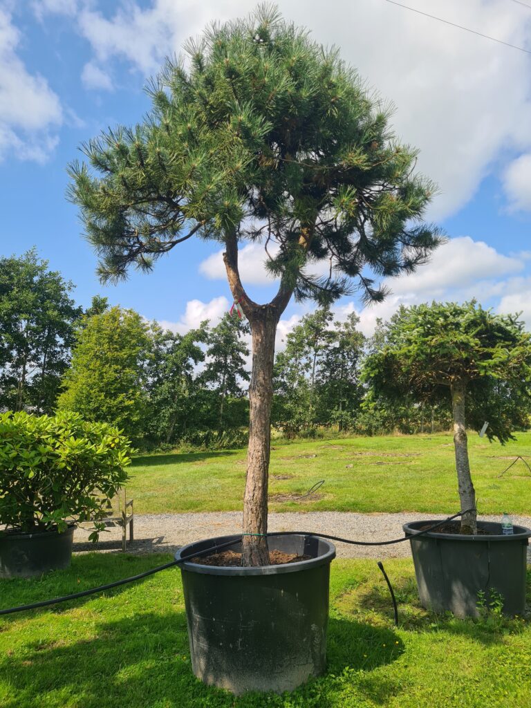 Pinus nigra nigra Form – Caragh Nurseries