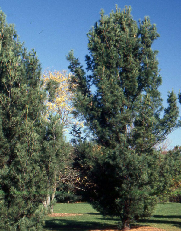Pinus Strobus Fastigiata Specimen – Caragh Nurseries