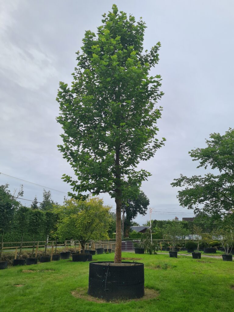 Platanus acerifolia / London Plane Specimen Tree – Caragh Nurseries