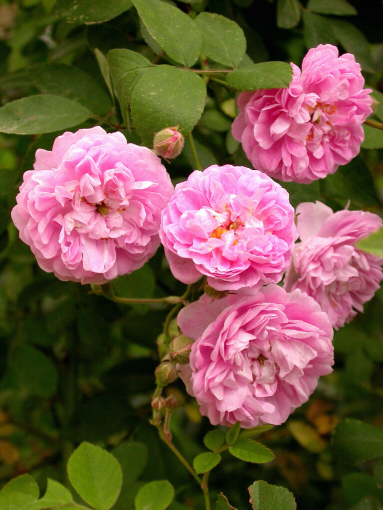 Rosa banksiae ‘Rosea’ – Caragh Nurseries