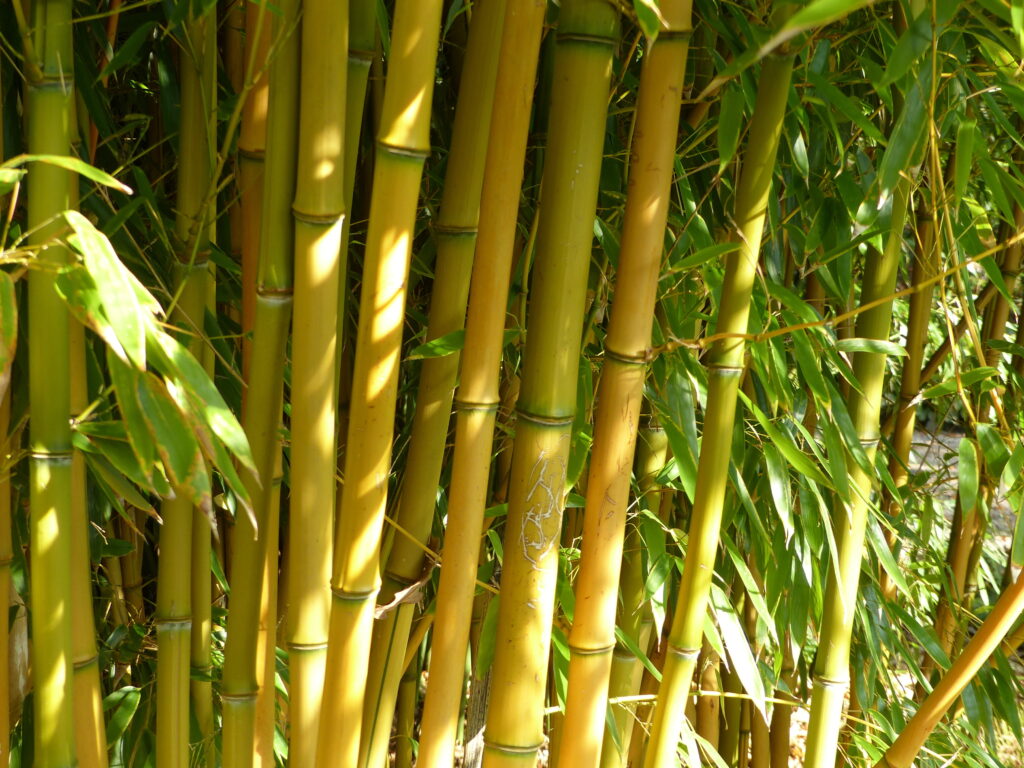 Bamboo Phyllostachys Aureocalis / Yellow groove bamboo – Caragh Nurseries
