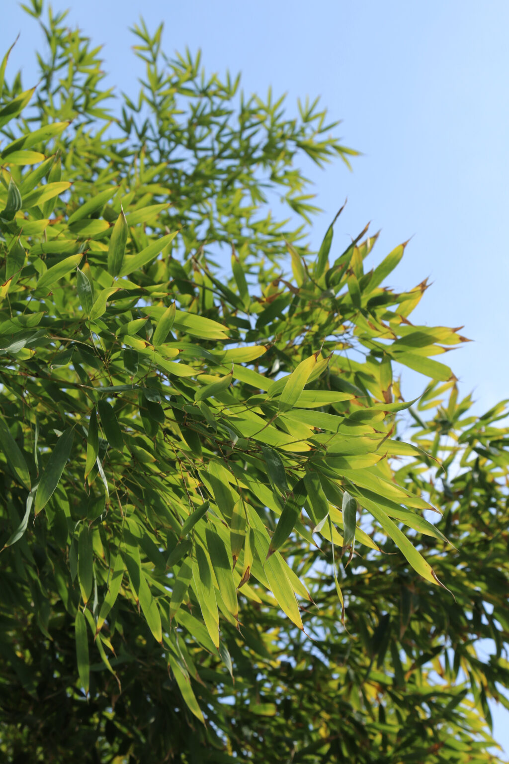 Bamboo Phyllostachys viridiglaucescens – Caragh Nurseries