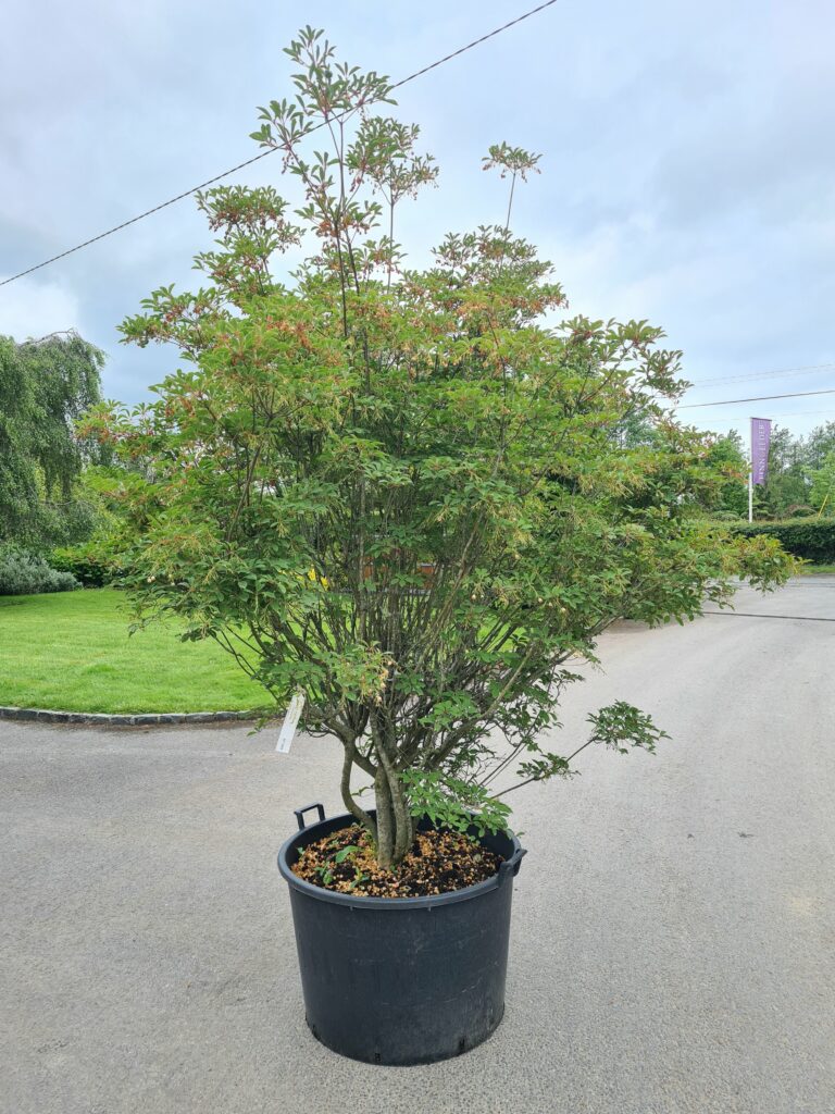 Enkianthus campanulatus Specimen – Caragh Nurseries