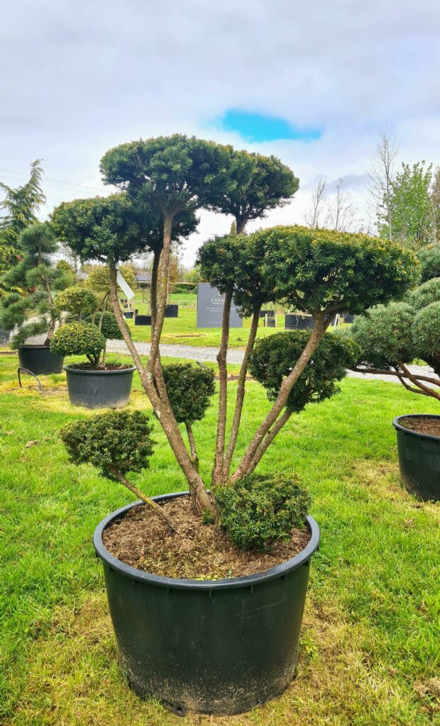 Taxus cuspidata Specimen – Caragh Nurseries